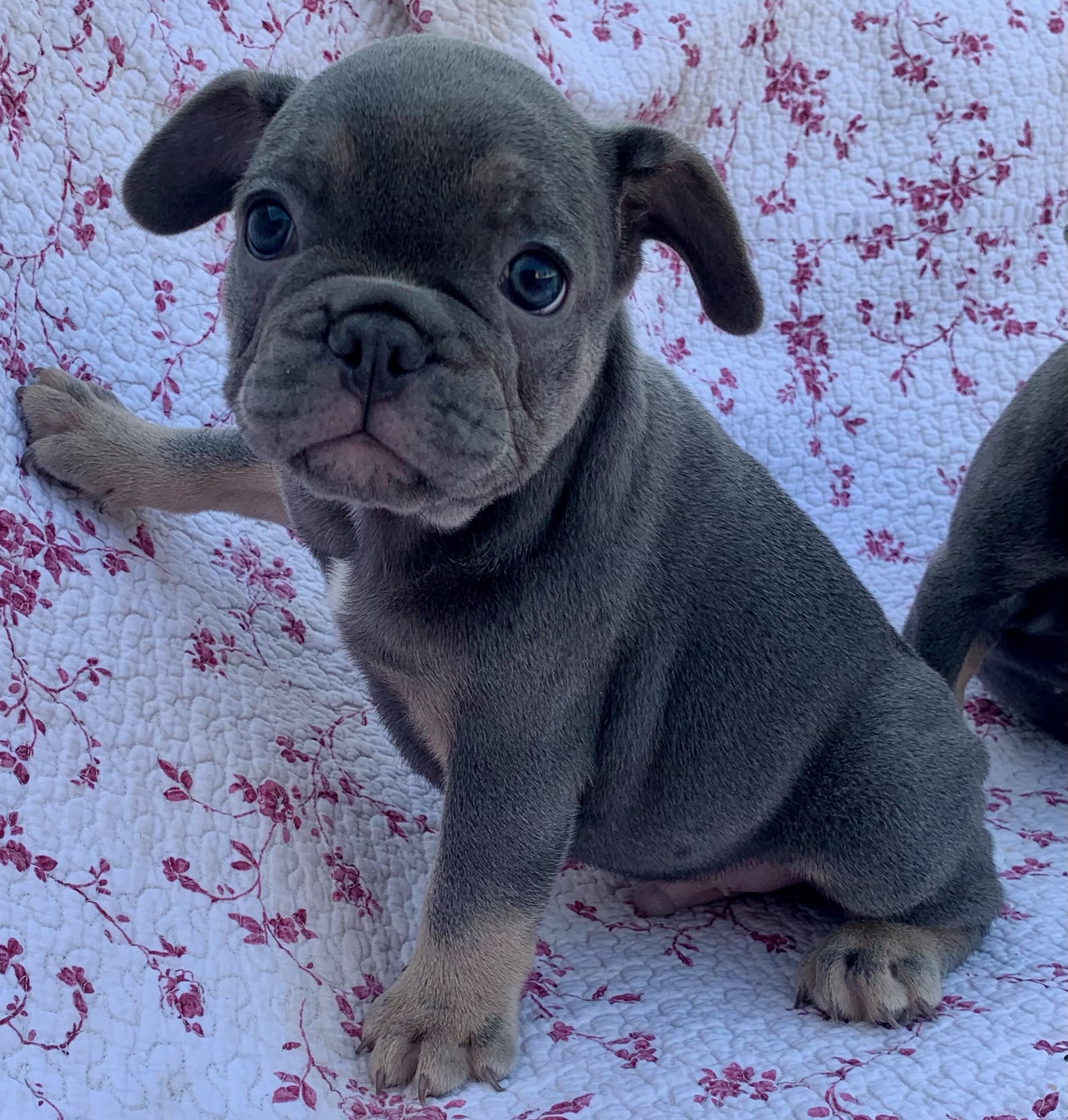 Blue Male French Bulldog: Loki-2116-Sold - The French Bulldog