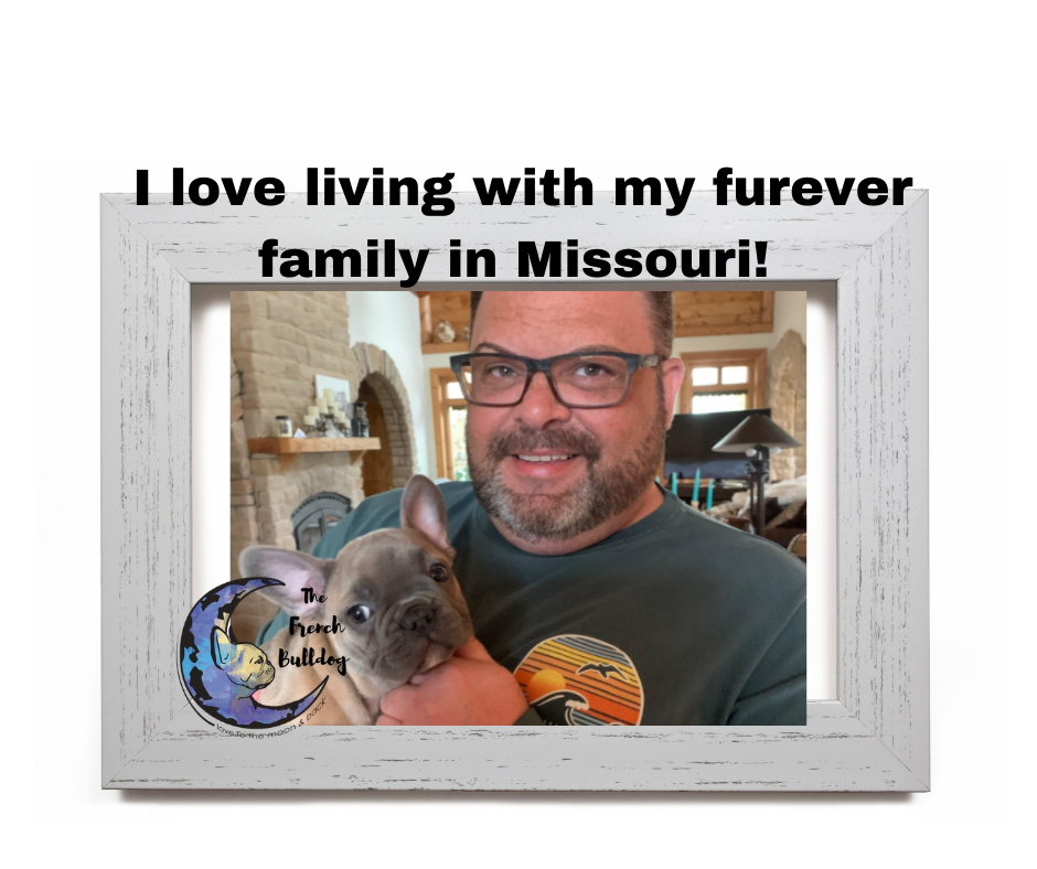 Blue Fawn Female French Bulldog: Muffin -4597-SOLD - The French Bulldog