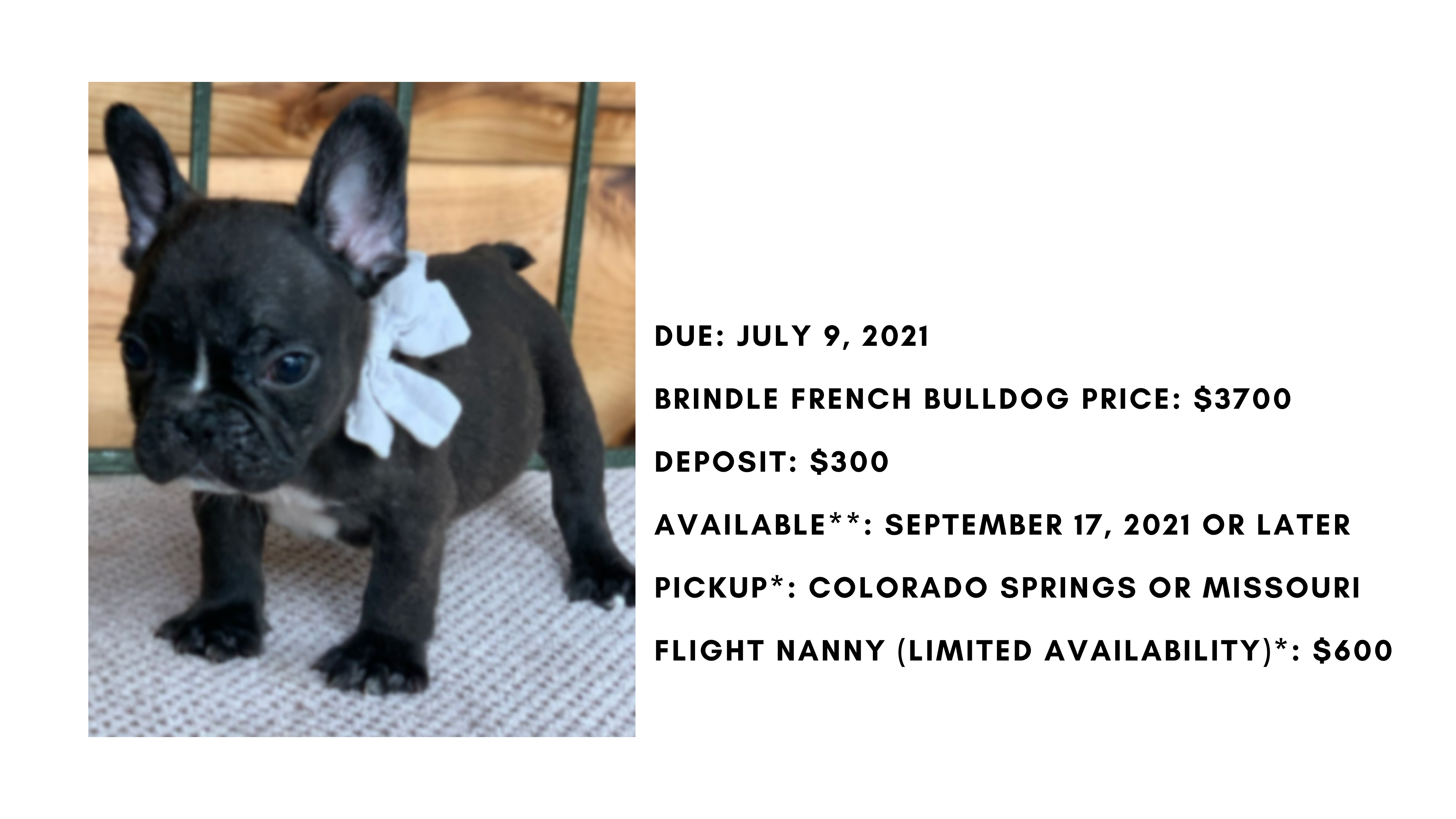 Brindle Male French Bulldog: Jet- 0059-SOLD - The French Bulldog
