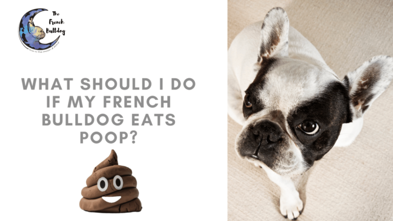 What should I do if my French Bulldog eats poop? - The French Bulldog