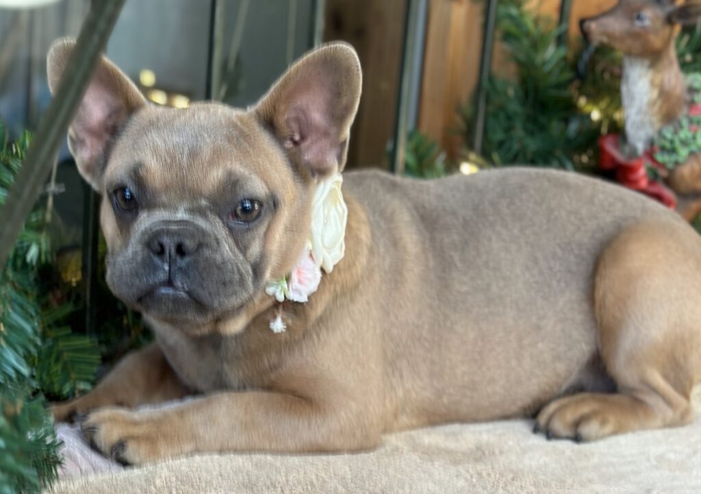 Haven-4039 soft colored lilac fawn Frenchie - The French Bulldog