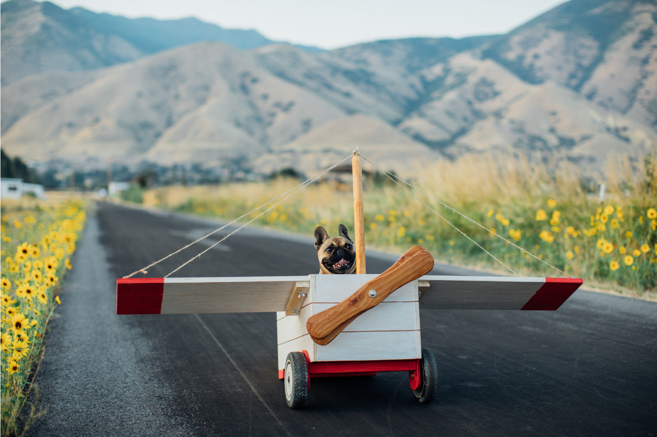 Puppy Transportation Options-Safe & Reliable Ways to Bring Your Puppy ...